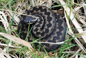 blackadder snake uk