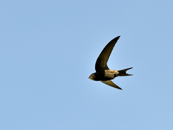 How to identify swifts, swallows, sand martins and house martins ...