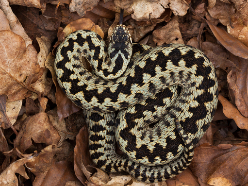 Identify UK snakes | Northumberland Wildlife Trust