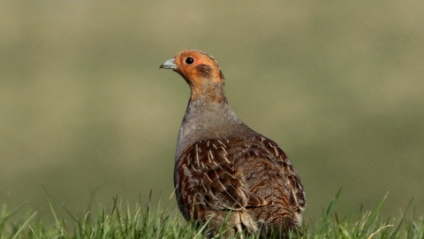 Grey partridge | Northumberland Wildlife Trust