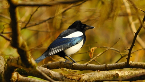 Magpie | Northumberland Wildlife Trust