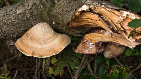 Birch polypore | Northumberland Wildlife Trust