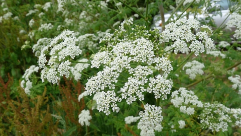 Hemlock | Northumberland Wildlife Trust