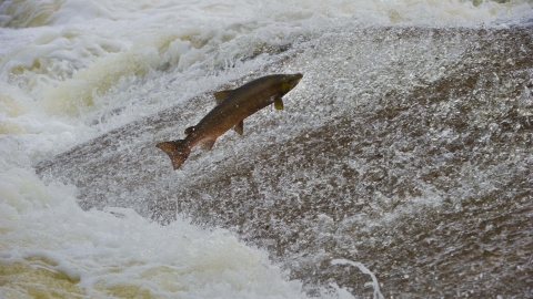Atlantic salmon | Northumberland Wildlife Trust