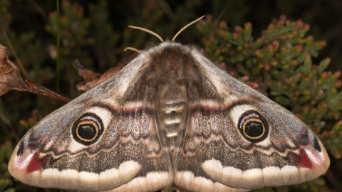 Emperor moth | Northumberland Wildlife Trust
