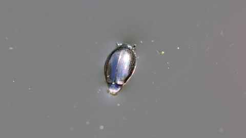 Whirligig beetle | Northumberland Wildlife Trust