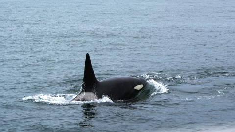 Orca | Northumberland Wildlife Trust
