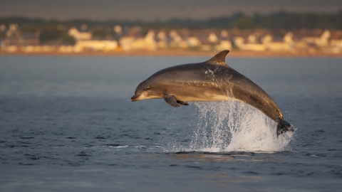 Bottlenose dolphin | Northumberland Wildlife Trust