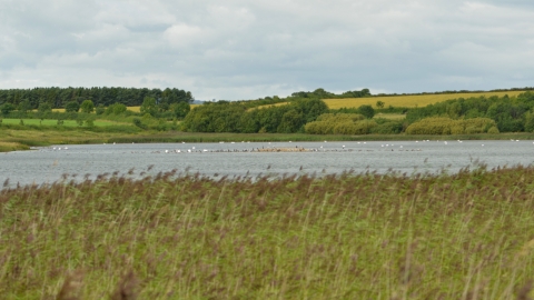 East Chevington | Northumberland Wildlife Trust
