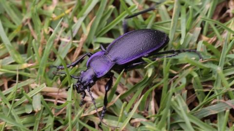 Violet ground beetle | Northumberland Wildlife Trust