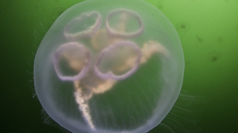 Moon jellyfish | Northumberland Wildlife Trust
