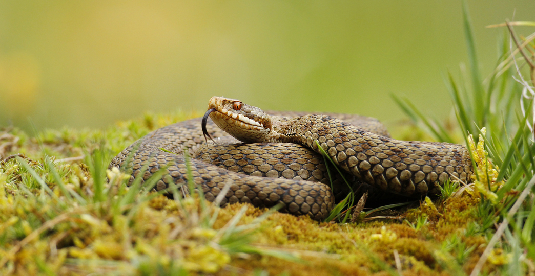 Identify UK snakes | Northumberland Wildlife Trust