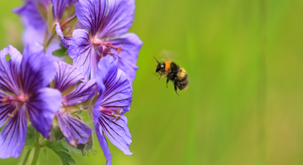 How to identify bumblebees | Northumberland Wildlife Trust