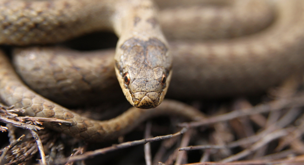 Identify UK snakes | Northumberland Wildlife Trust