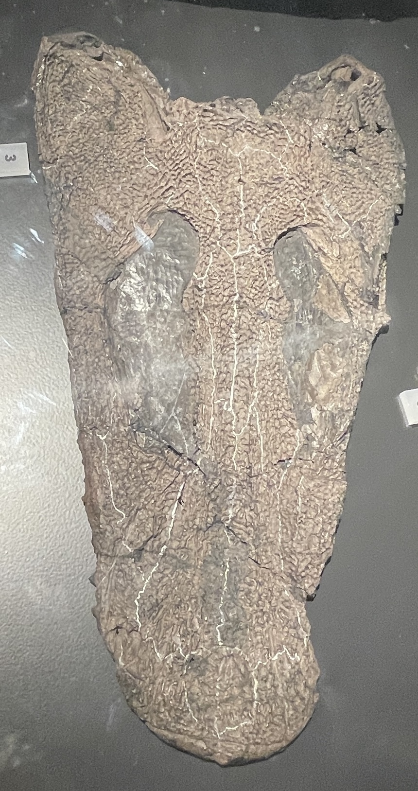 County rock and fossil for Northumberland | Northumberland Wildlife Trust