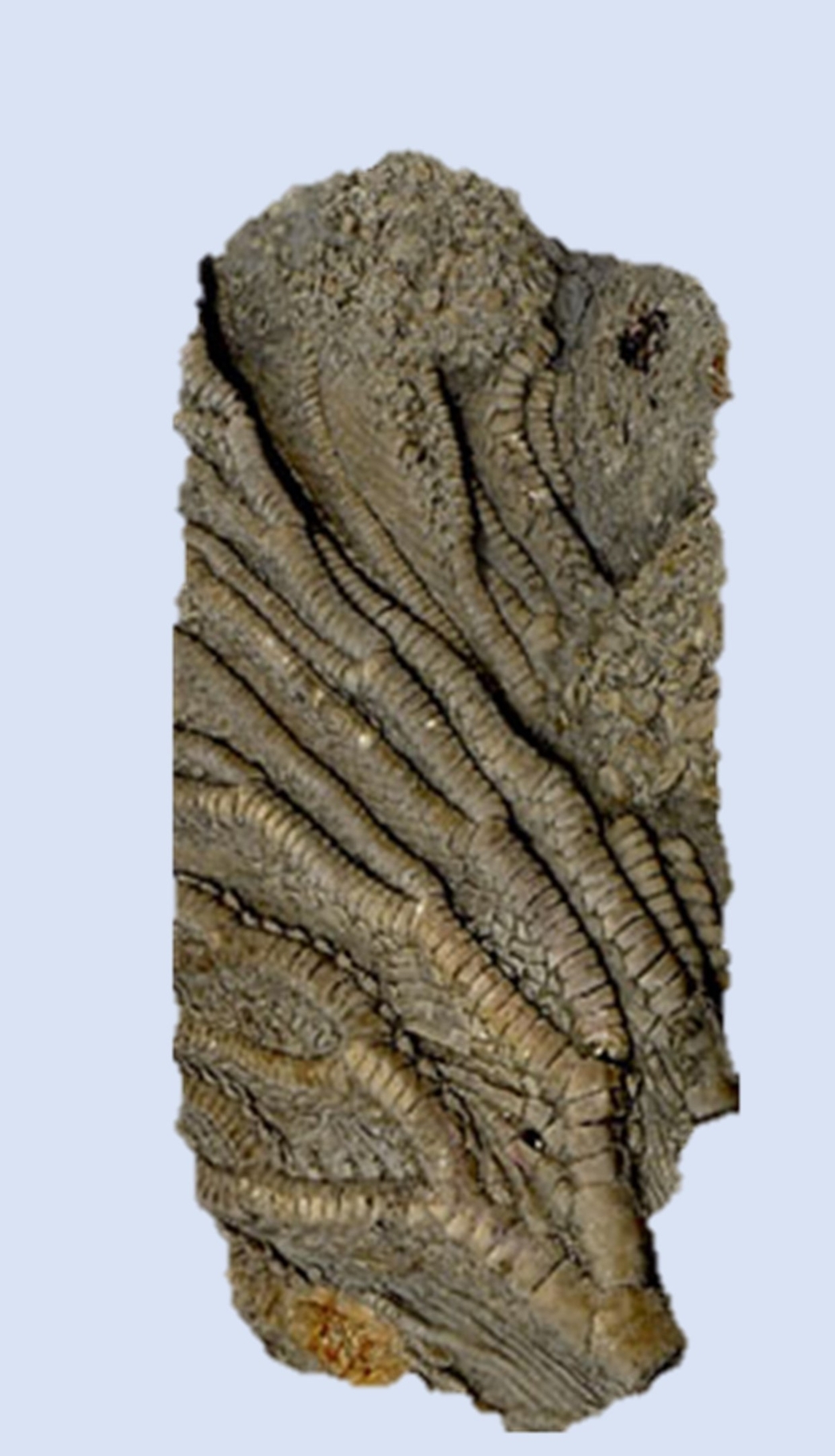 County rock and fossil for Northumberland | Northumberland Wildlife Trust