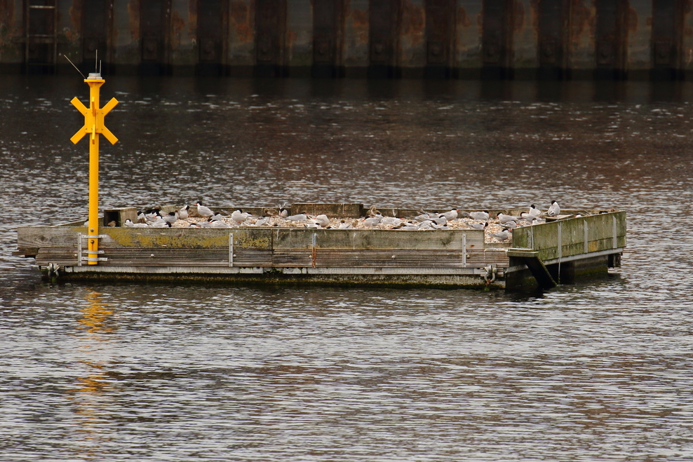 'Terning' heads at the North Shields marina | Northumberland Wildlife Trust