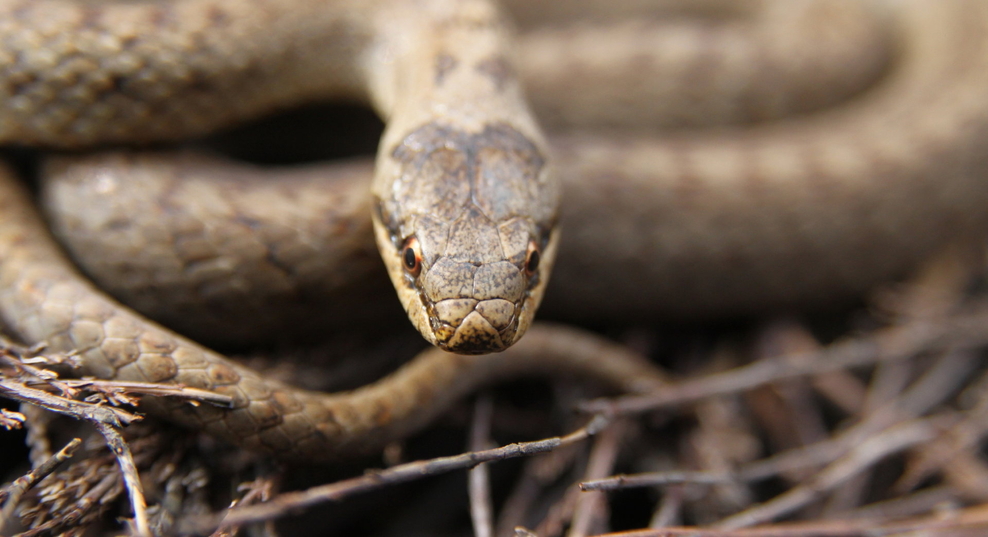 Identify UK snakes | Northumberland Wildlife Trust Identify UK snakes | Northumberland Wildlife Trust