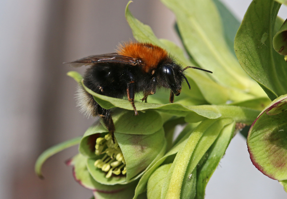 How to identify bumblebees | Northumberland Wildlife Trust