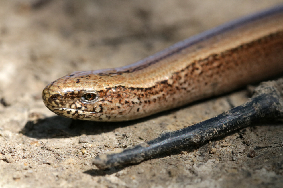 Identify UK snakes | Northumberland Wildlife Trust