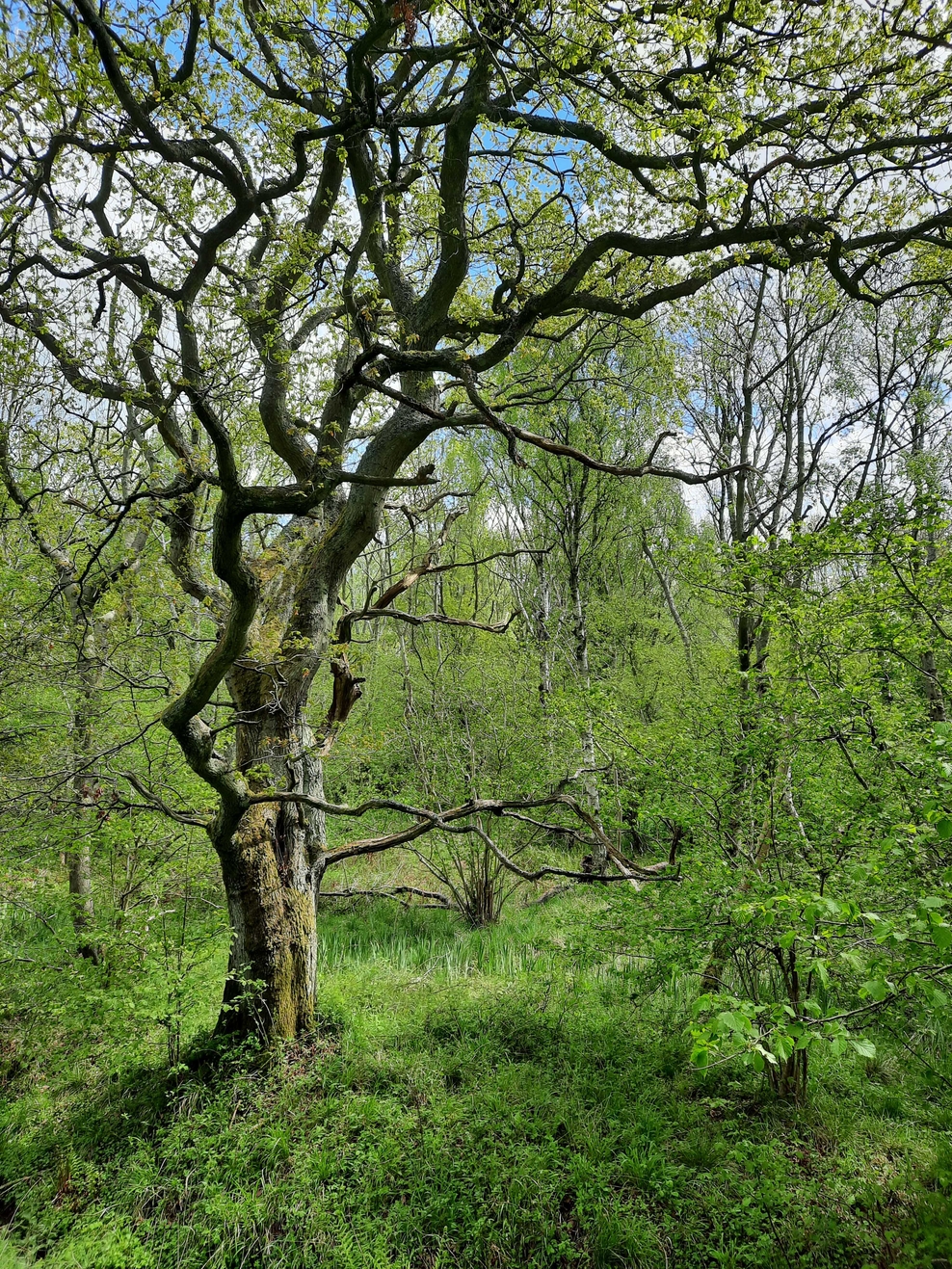 £2million gift to nature in Northumberland | Northumberland Wildlife Trust