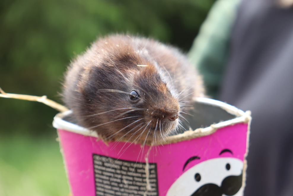 The Kickstarter, the water vole and the big wide world | Northumberland ...
