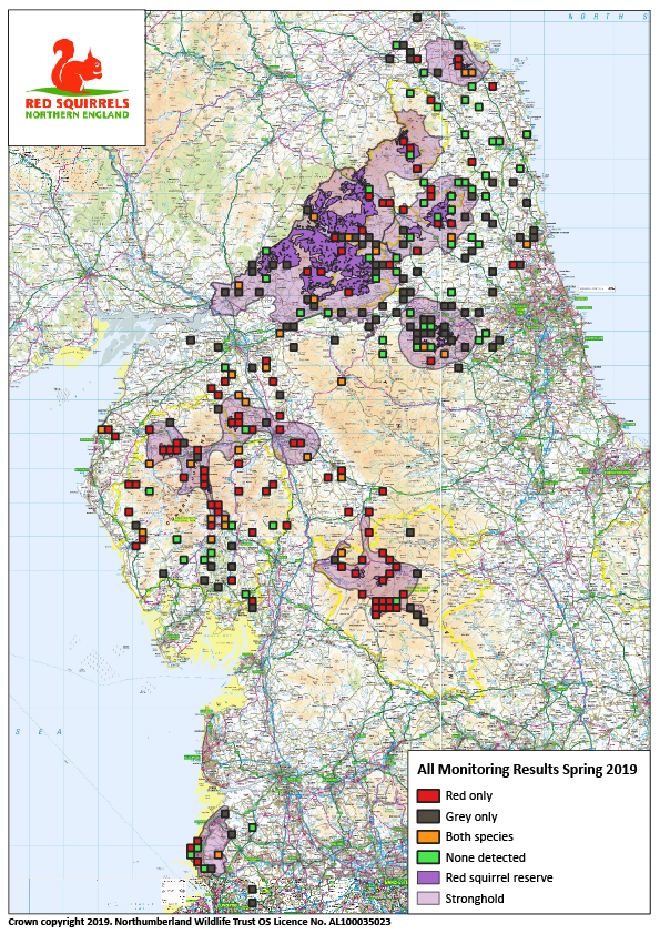 Red Squirrels Northern England (RSNE) | Northumberland Wildlife Trust