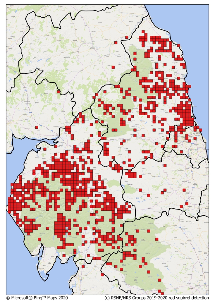 Red Squirrels Northern England (RSNE) | Northumberland Wildlife Trust