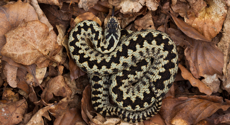 Identify UK snakes | Northumberland Wildlife Trust