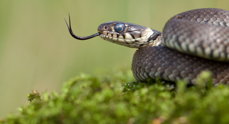 Identify UK snakes | Northumberland Wildlife Trust