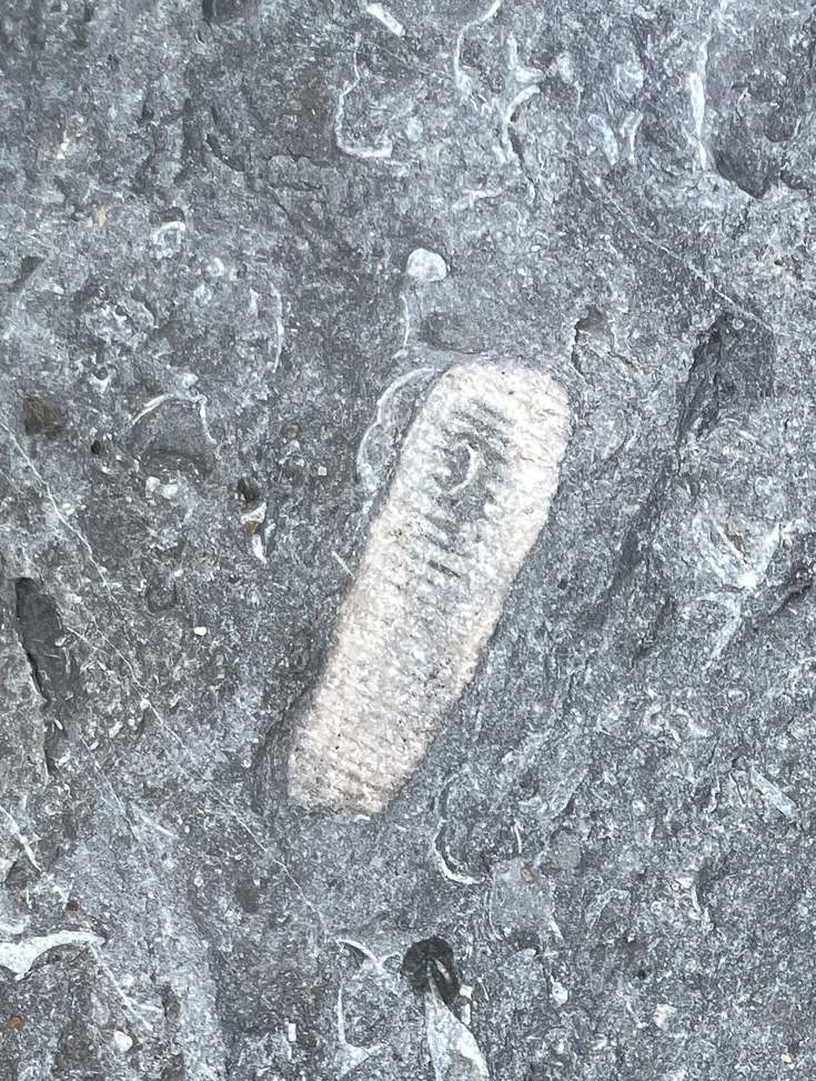 County rock and fossil for Northumberland | Northumberland Wildlife Trust