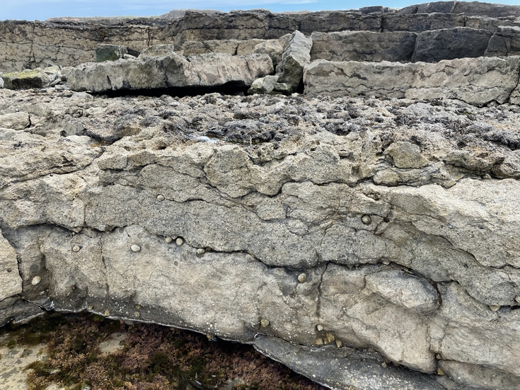 County rock and fossil for Northumberland | Northumberland Wildlife Trust
