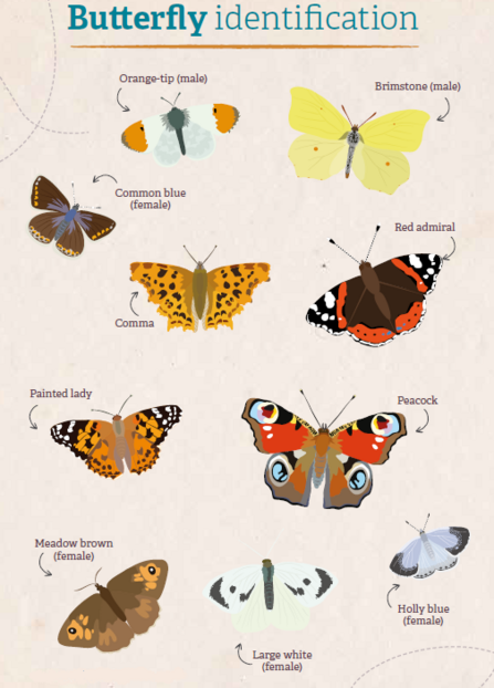 Identify British butterflies | Northumberland Wildlife Trust