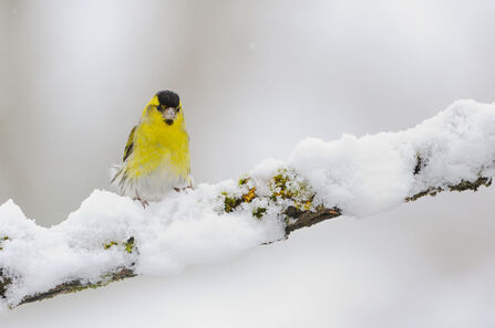 Winter colours | Northumberland Wildlife Trust