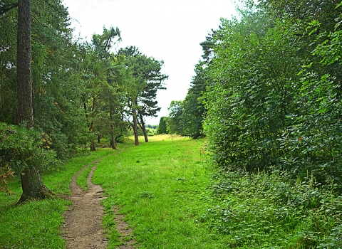 Whittle Dene | Northumberland Wildlife Trust