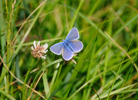Identify British butterflies | Northumberland Wildlife Trust